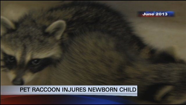 Police: Family's pet raccoon attacks two-week-old son | 12newsnow.com