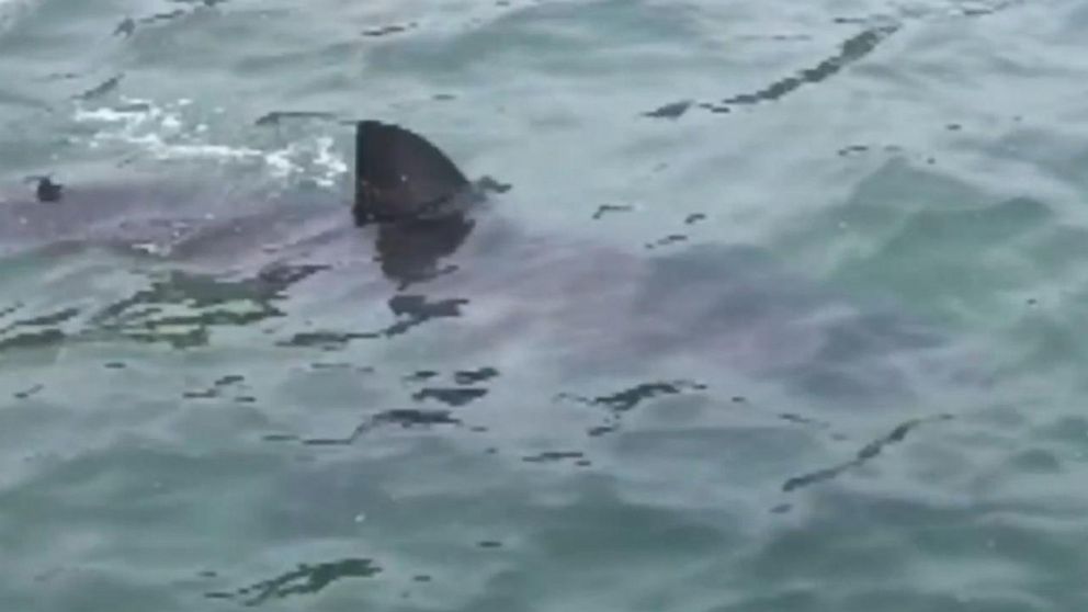 WATCH: Man captures stunning video of great white shark swimming in ...