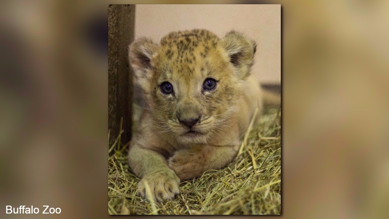 Buffalo Zoo announces birth of lion cub | 12newsnow.com